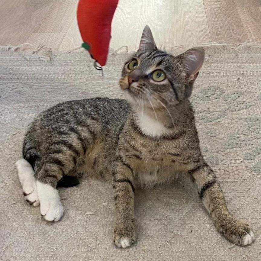 Котенок в добрые руки