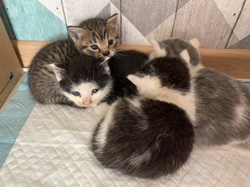Котята