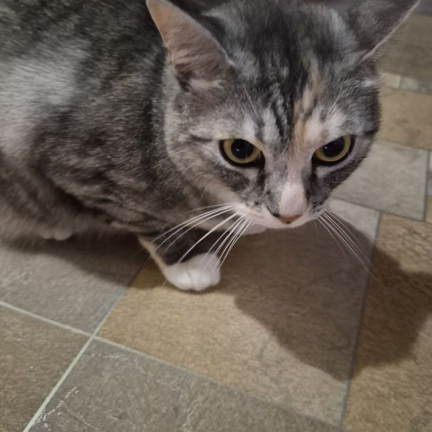 Взрослая, Девочка кошка в добрые руки