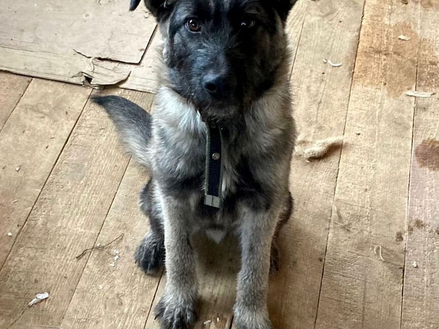 Щенок в добрые руки