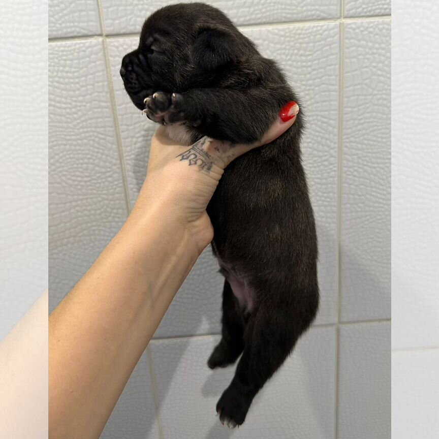 Французский бульдог, щенок