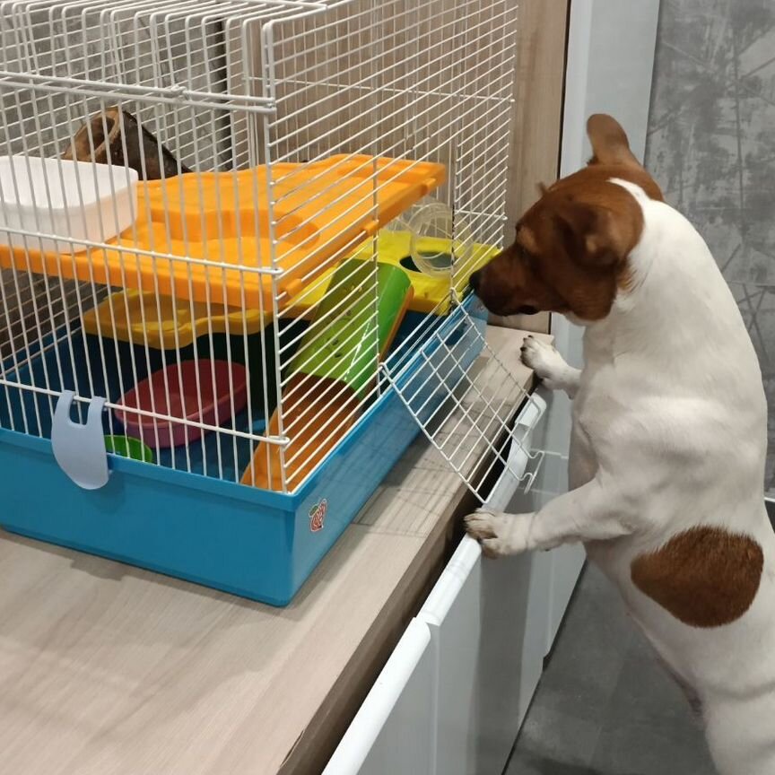 Клетка для грызунов/клетка для хомяка