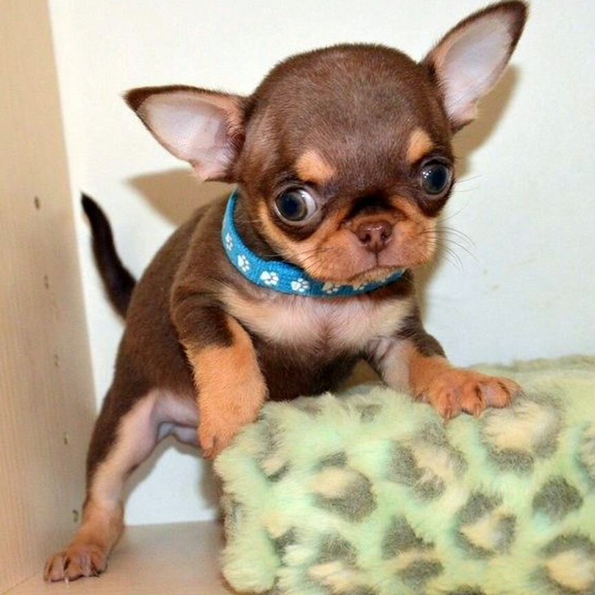 Чихуахуа, щенок