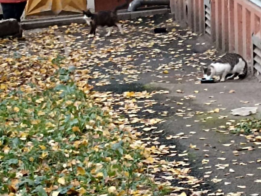 Беременные кошки,нужна помощ