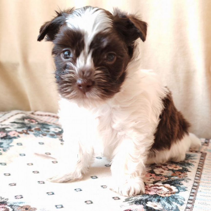 Йоркширский терьер, щенок