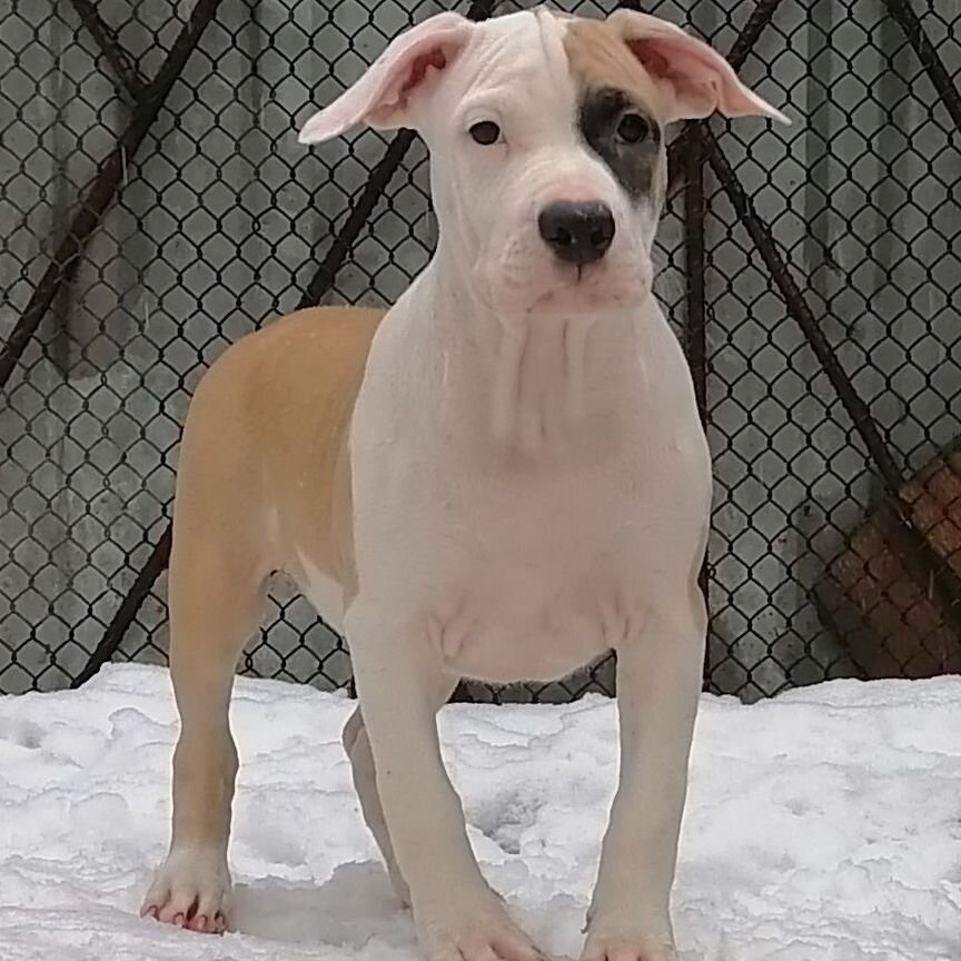 Американский стаффордширский терьер, щенок