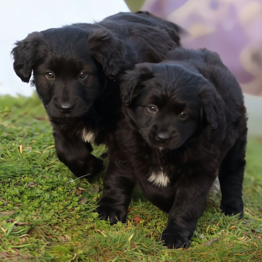 Щенок в добрые руки