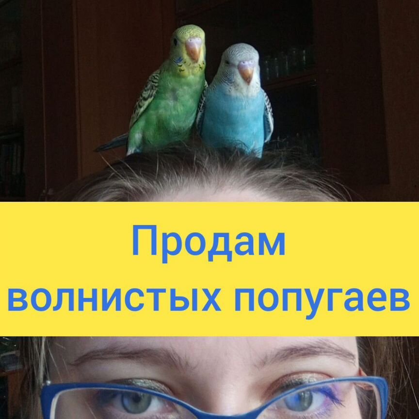 Волнистый попугай