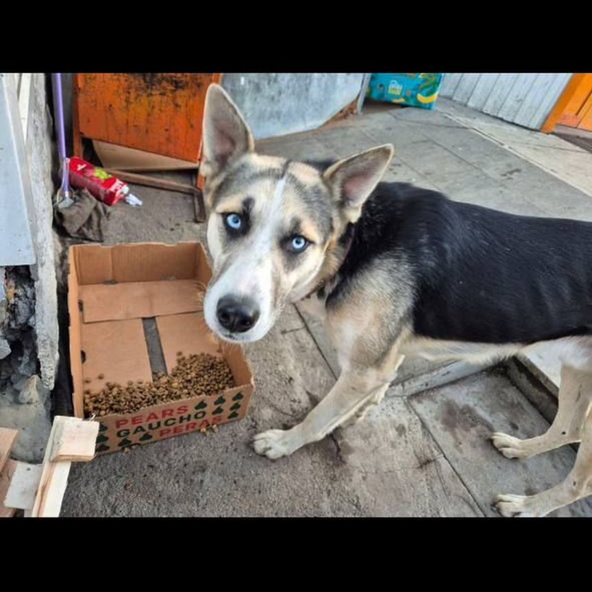 Худой и голодный