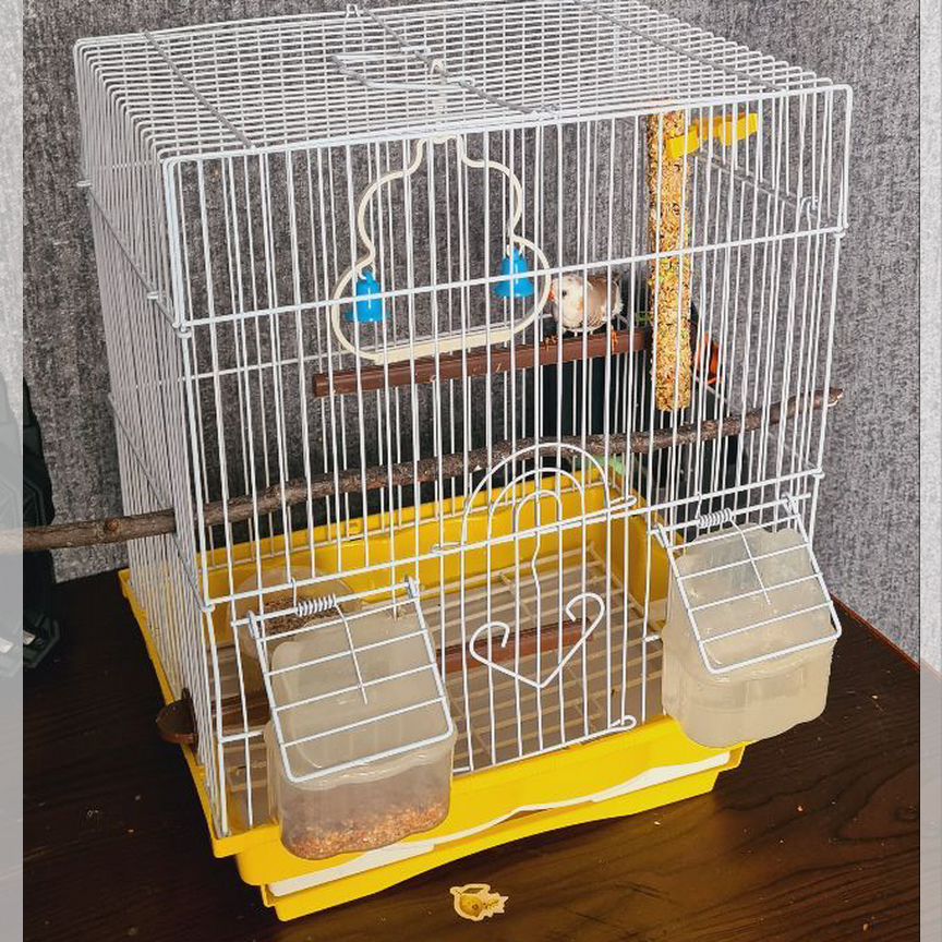 Зебровый амадин