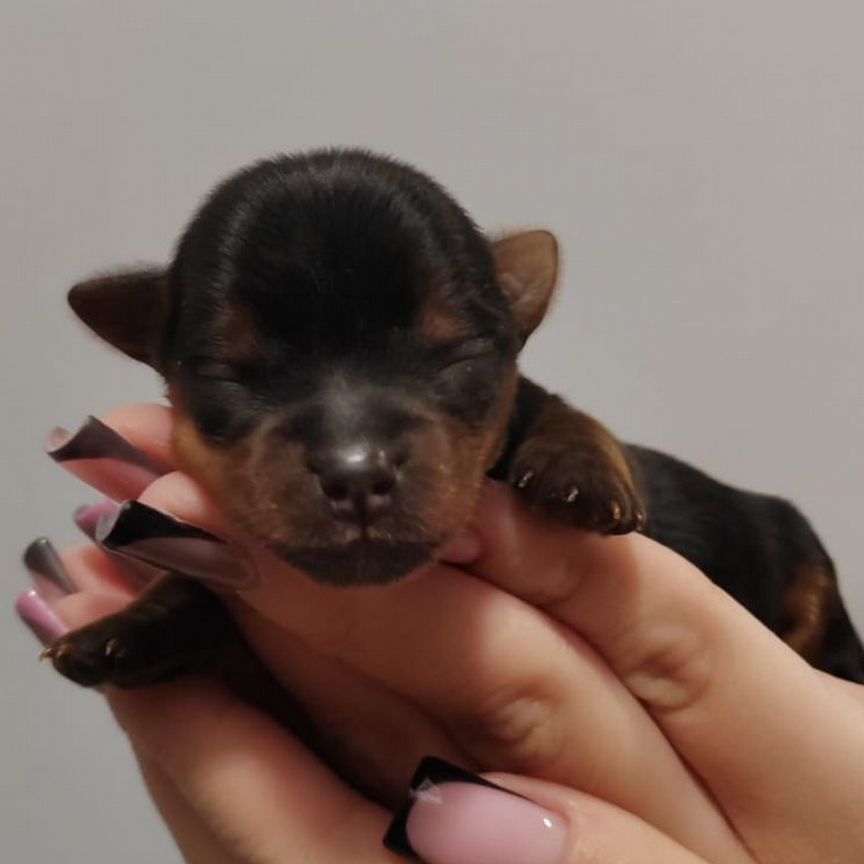 Йоркширский терьер, щенок