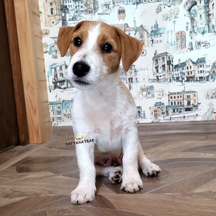 Малыши Джек Рассел терьер