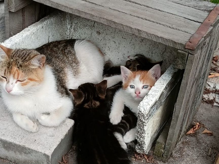 Котята в добрые руки бесплатно