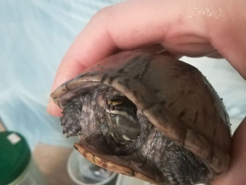 Мускусная черепаха