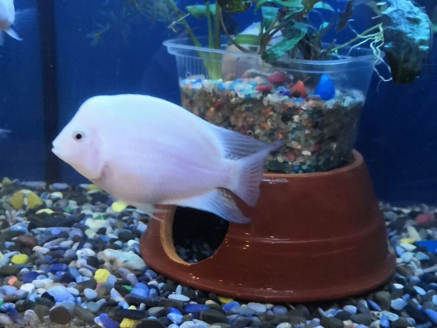 Аквариумные рыбки