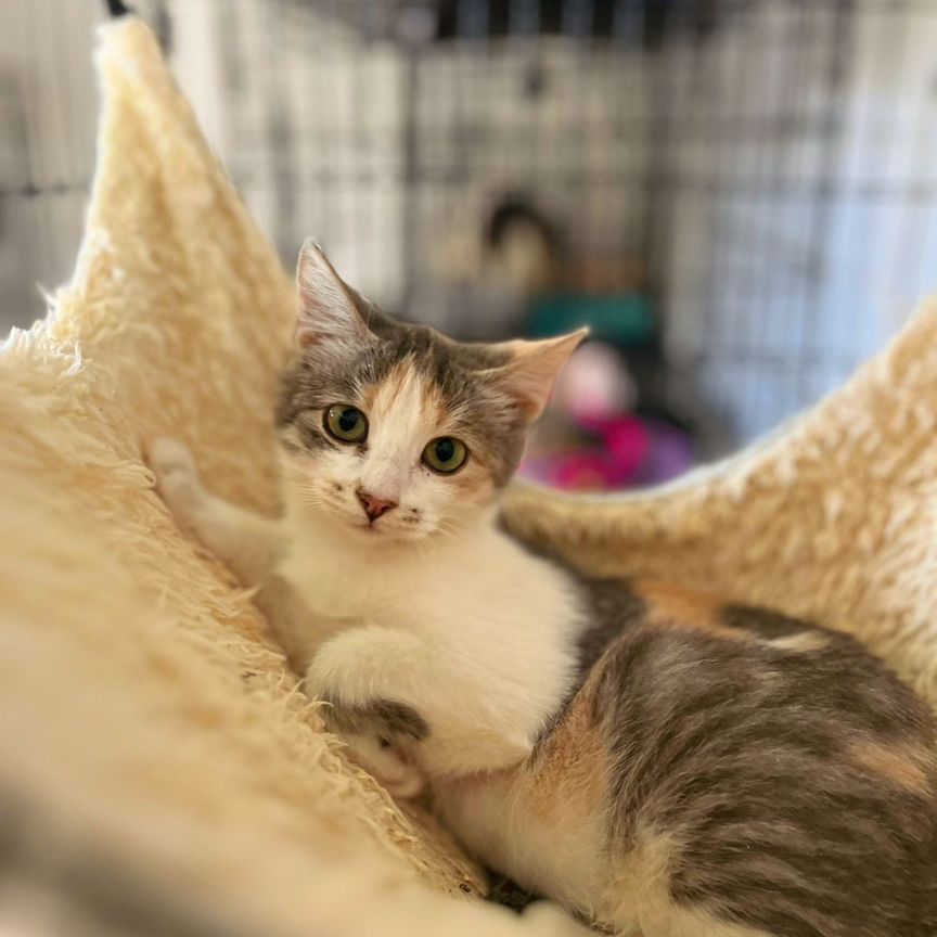 Котенок милота