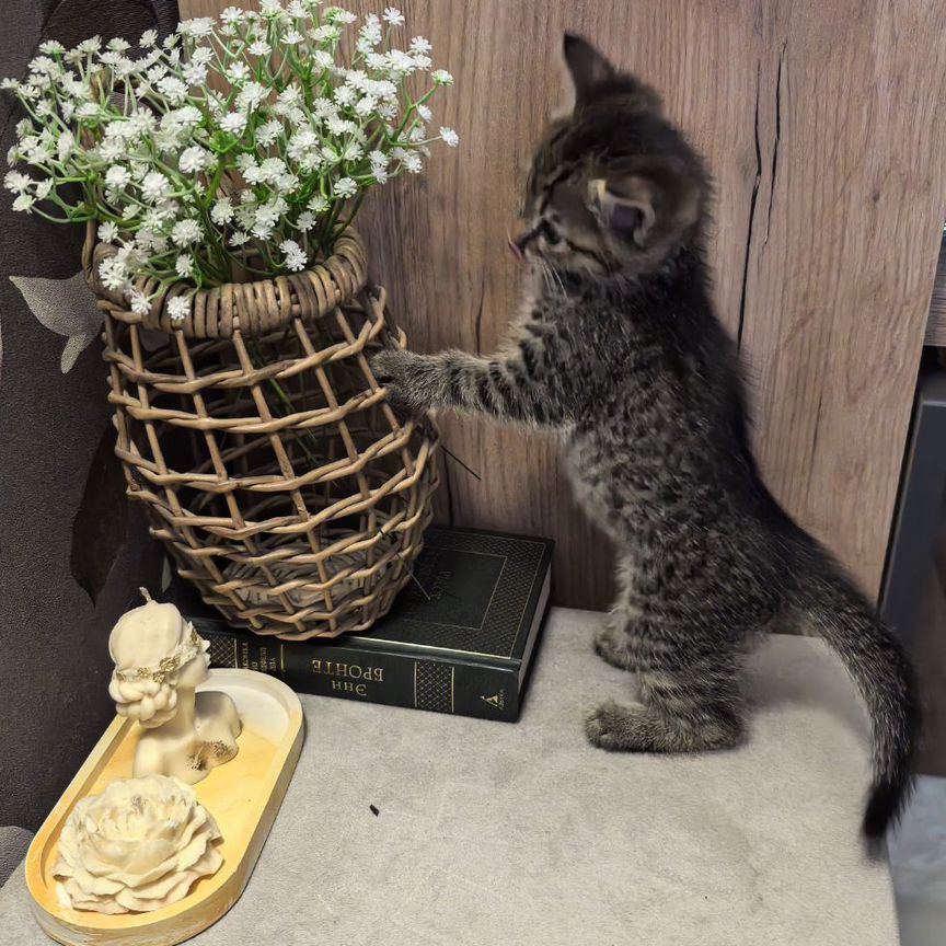 Котёнок в добрые руки