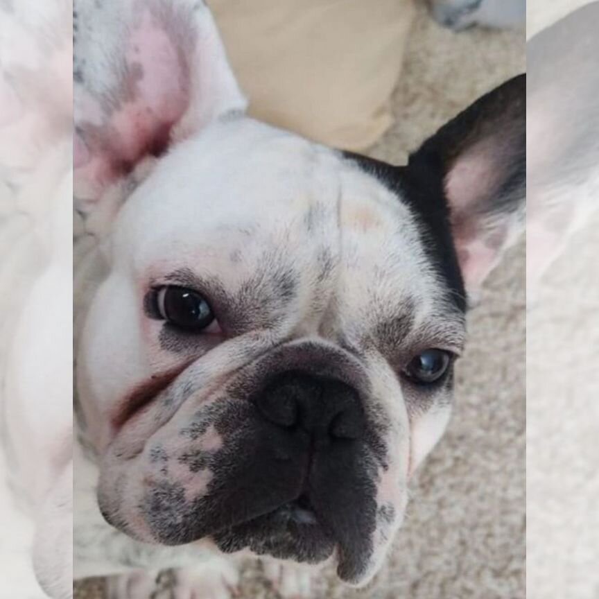 Французский бульдог Бравос