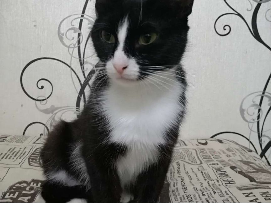 Стерилизованная кошечка