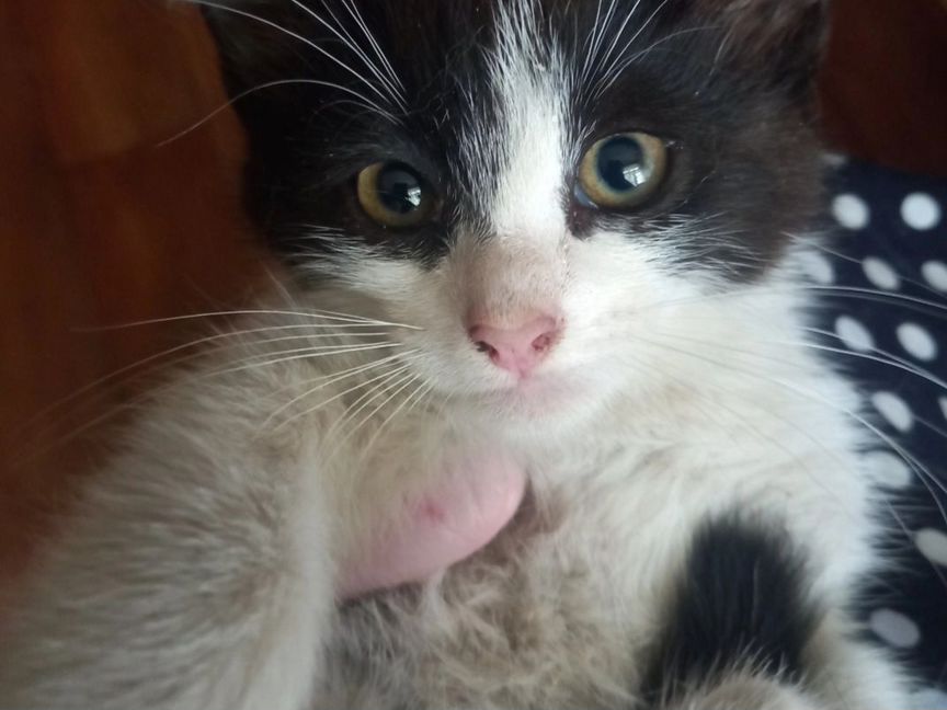 Красотун усатый 1 мес