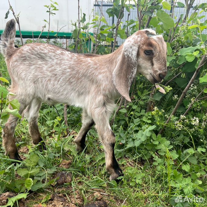 Англо нубийские козы