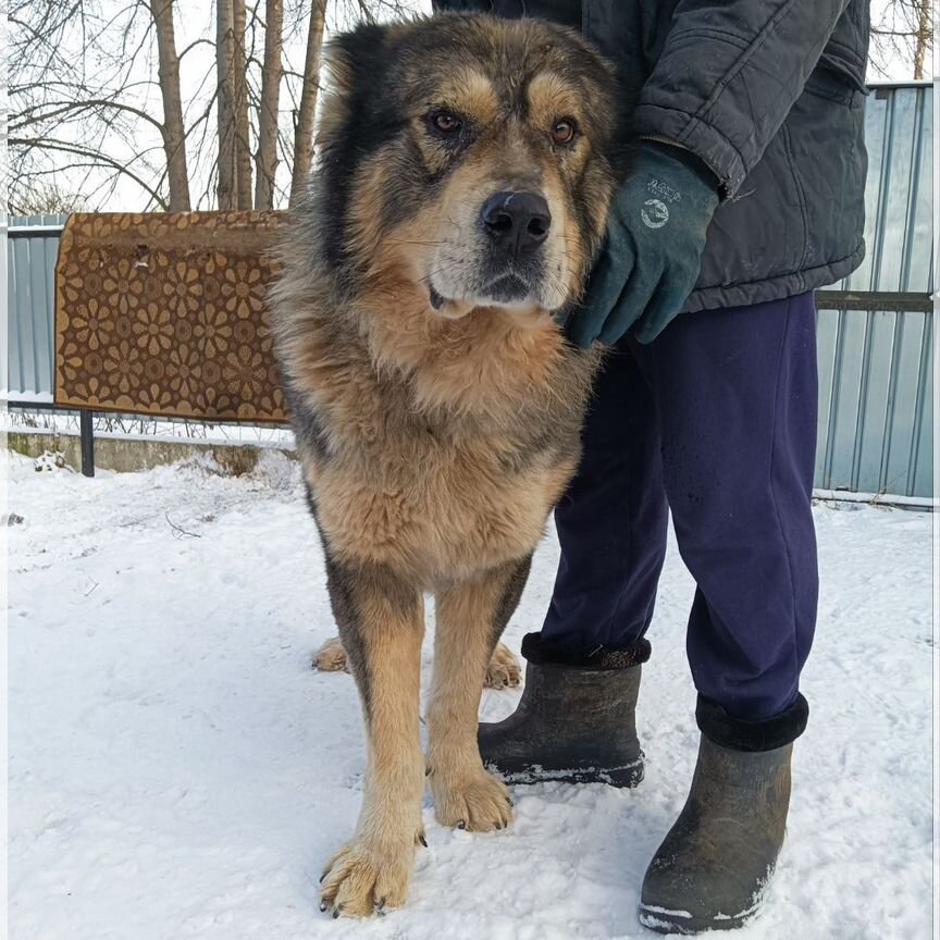 Кавказская овчарка вязка