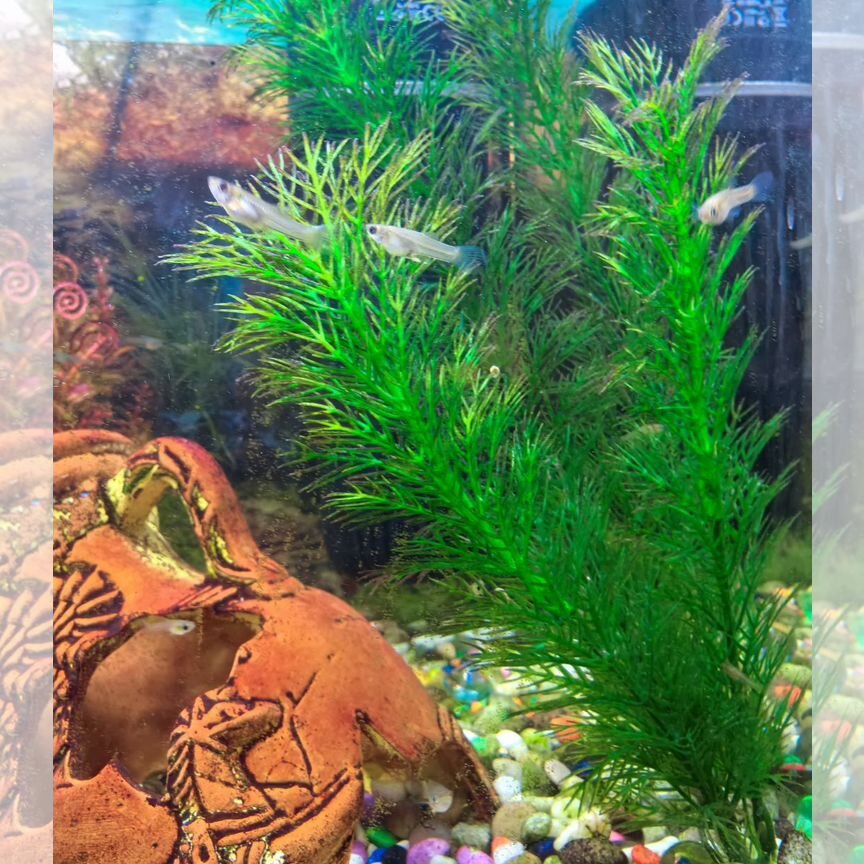 Мальки гуппи отдам