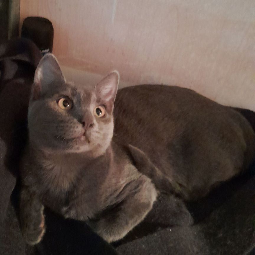 Серый и пятнистый котята