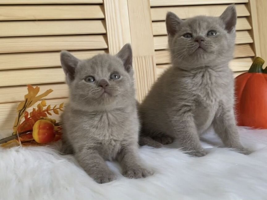 Британские котята лиловый окрас