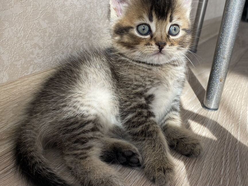Котик золотая шиншилла
