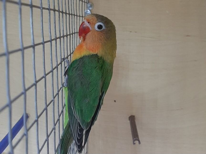 Неразлучник фишера