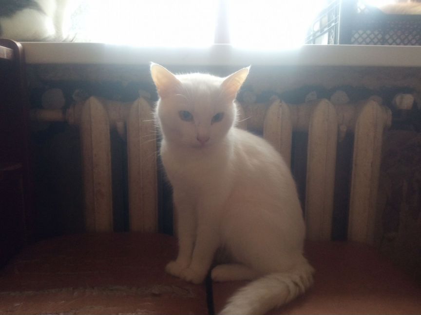 Турецкая ангора метис