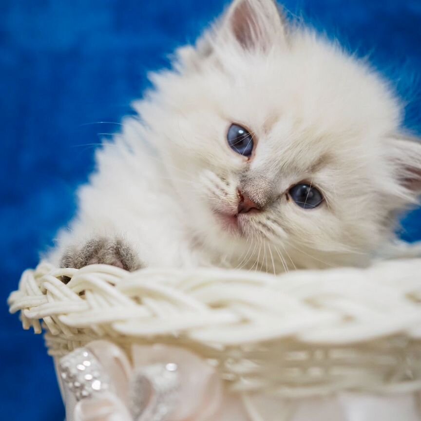 Котята невские маскарадные