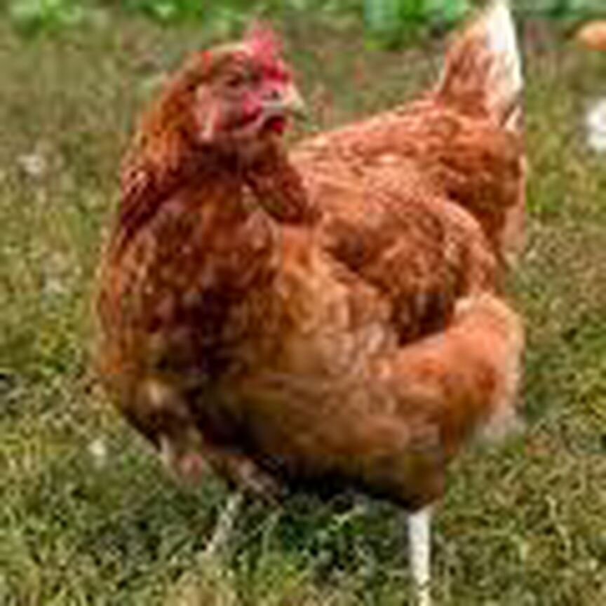 Куры несушки