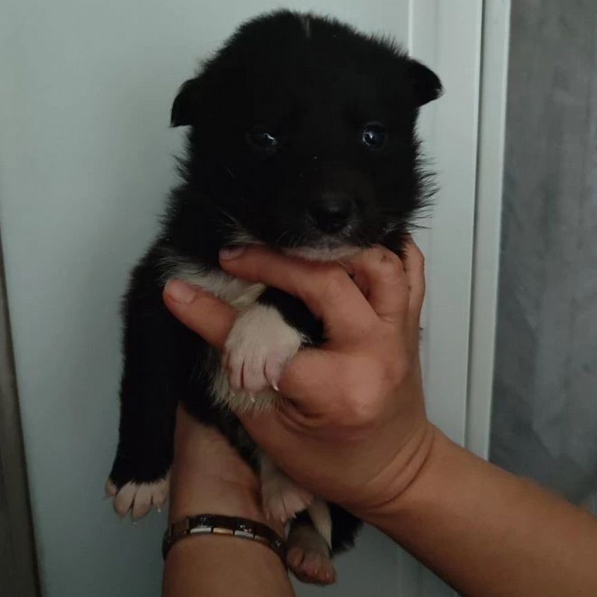 Русско-европейская лайка, щенок