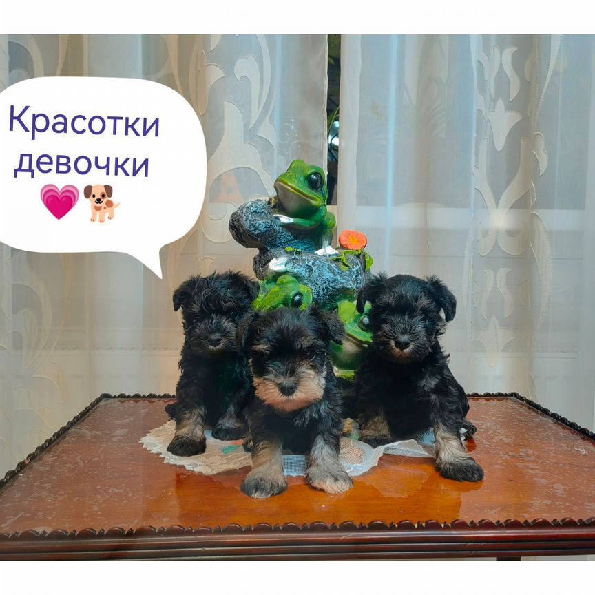 Цвергшнауцер черный с серебром