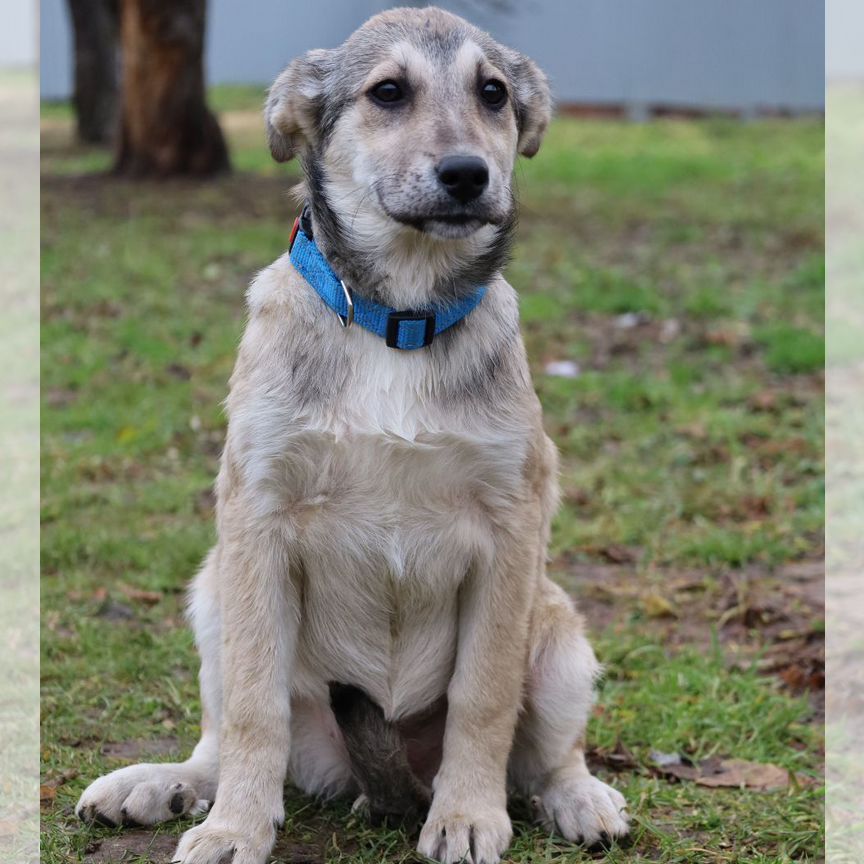 Щенок в добрые руки