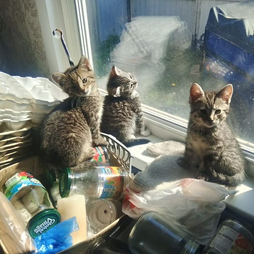 Котята в добрые руки