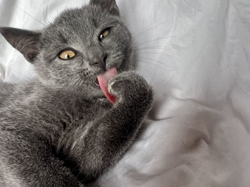 Котенок мальчик с бесплатной доставкой