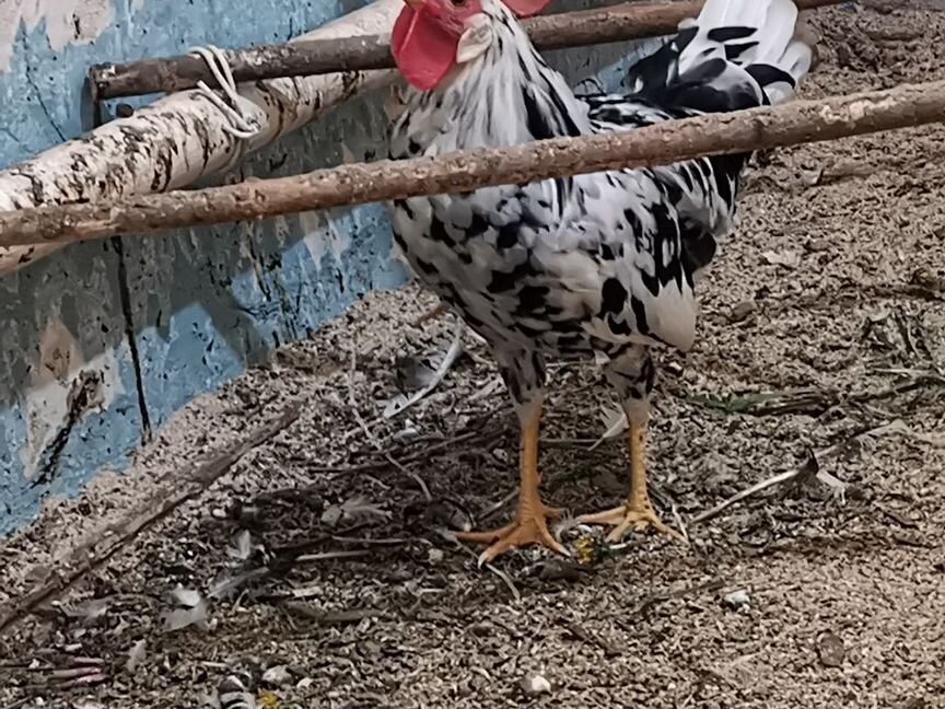 Молодые петухи