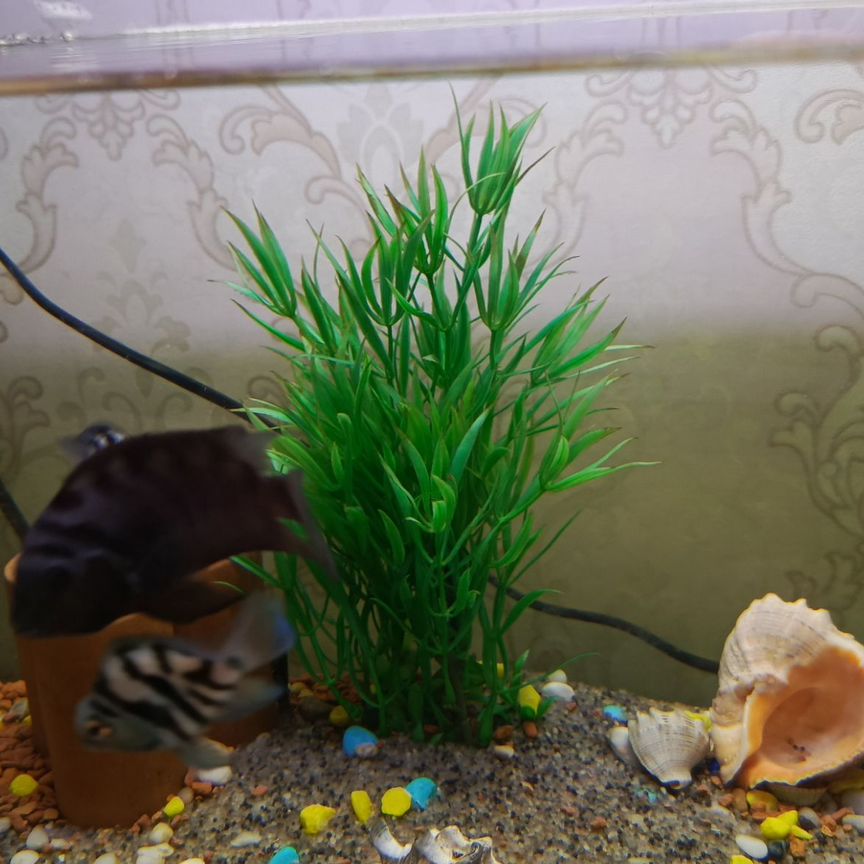 Чернополосая цихлида