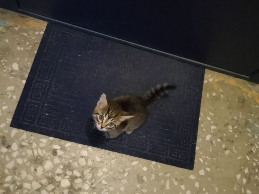 Котенок-подкидыш