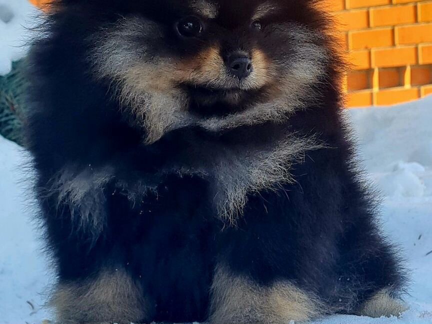 Померанский шпиц большой выбор щенков