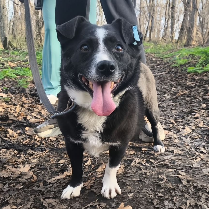 Взрослая собака в добрые руки