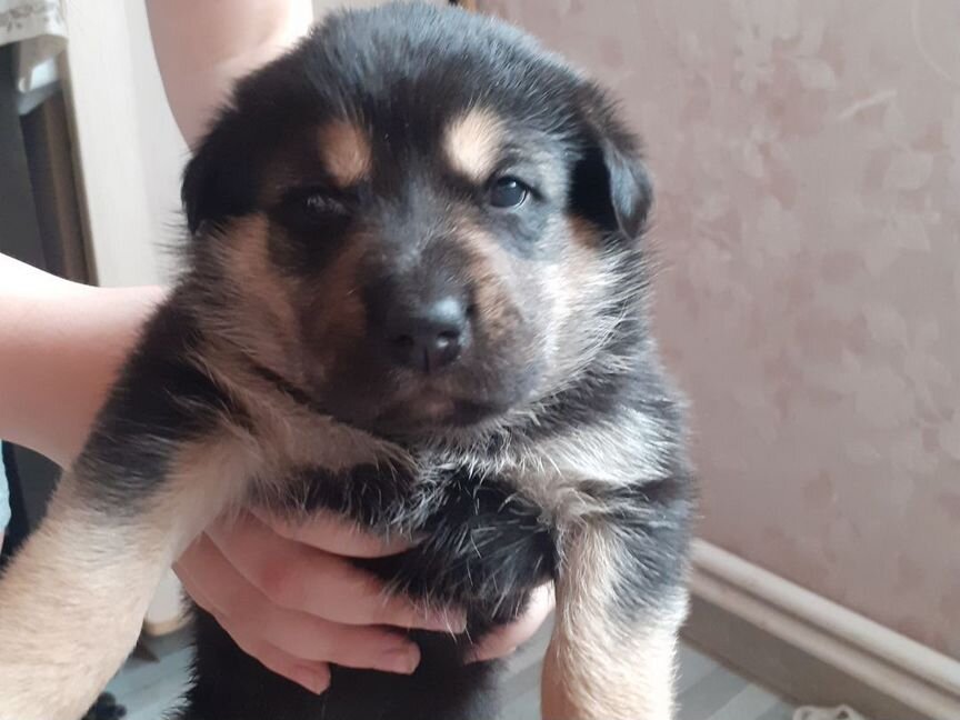 Щенки овчарки и крупной дворняжки