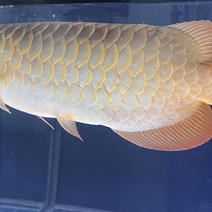 Арована супер ред