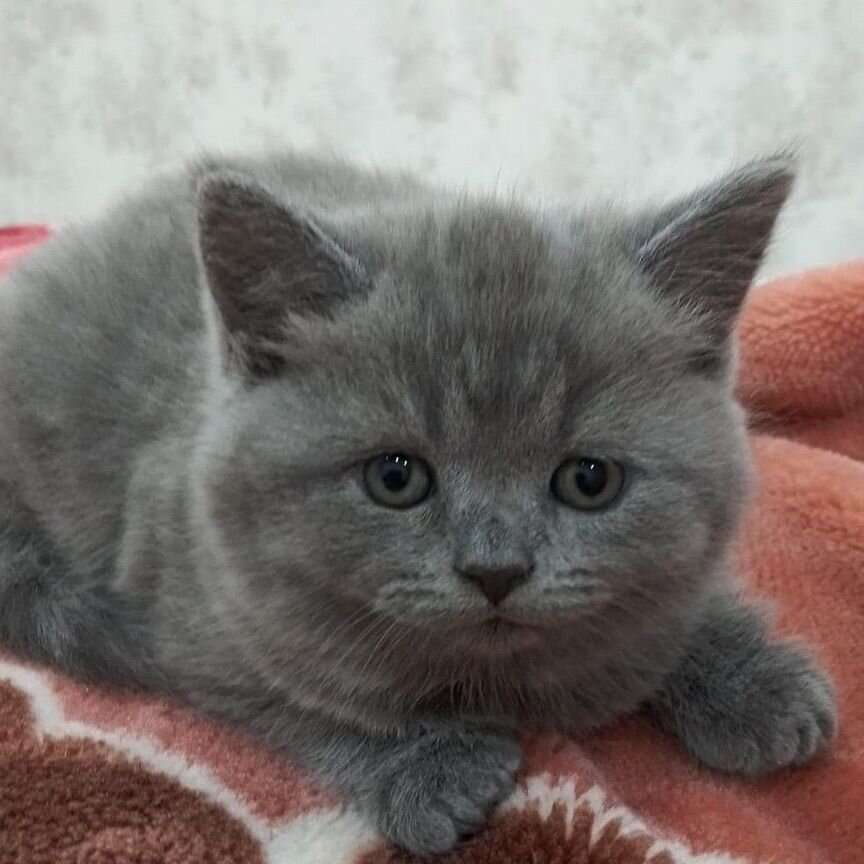 Шотландские котята