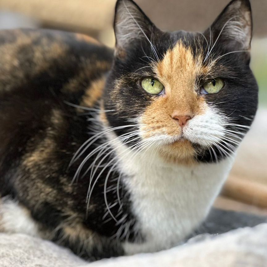 Взрослая кошка в добрые руки