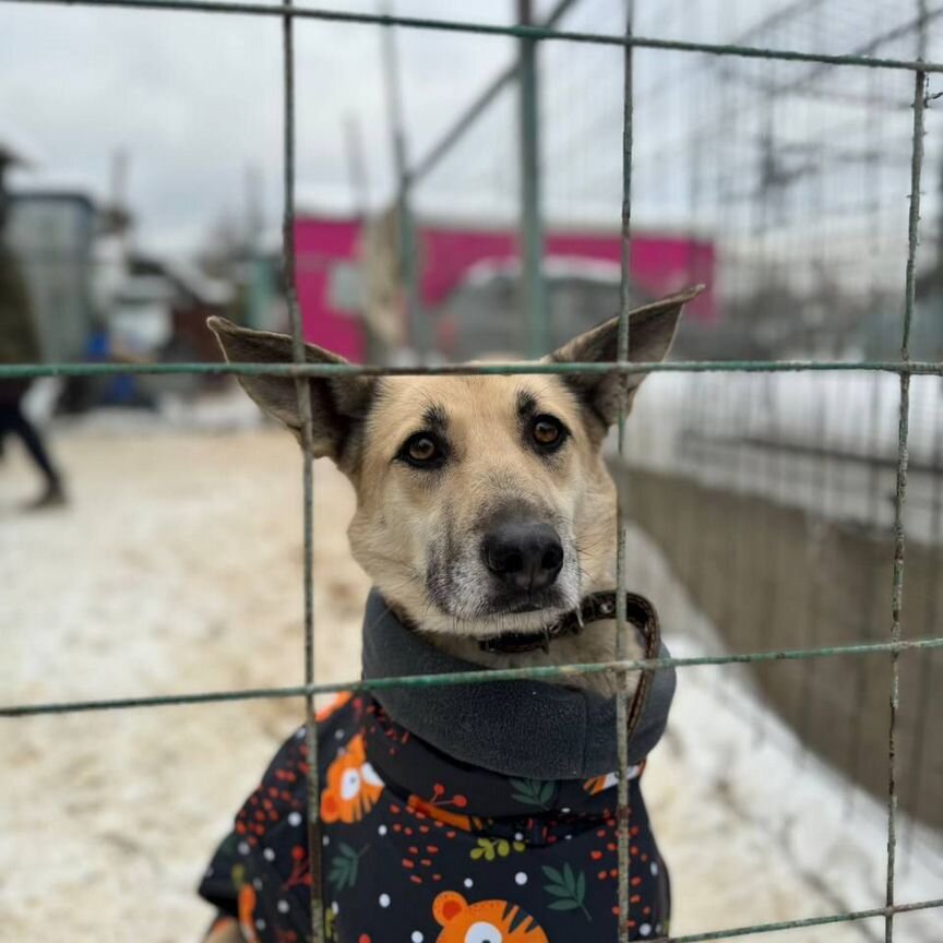 Собачка Эстель. Молодость проходит в приюте