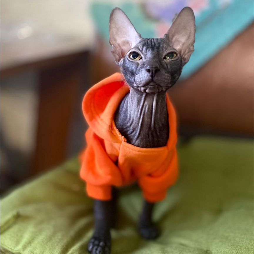 Канадский сфинкс котёнок